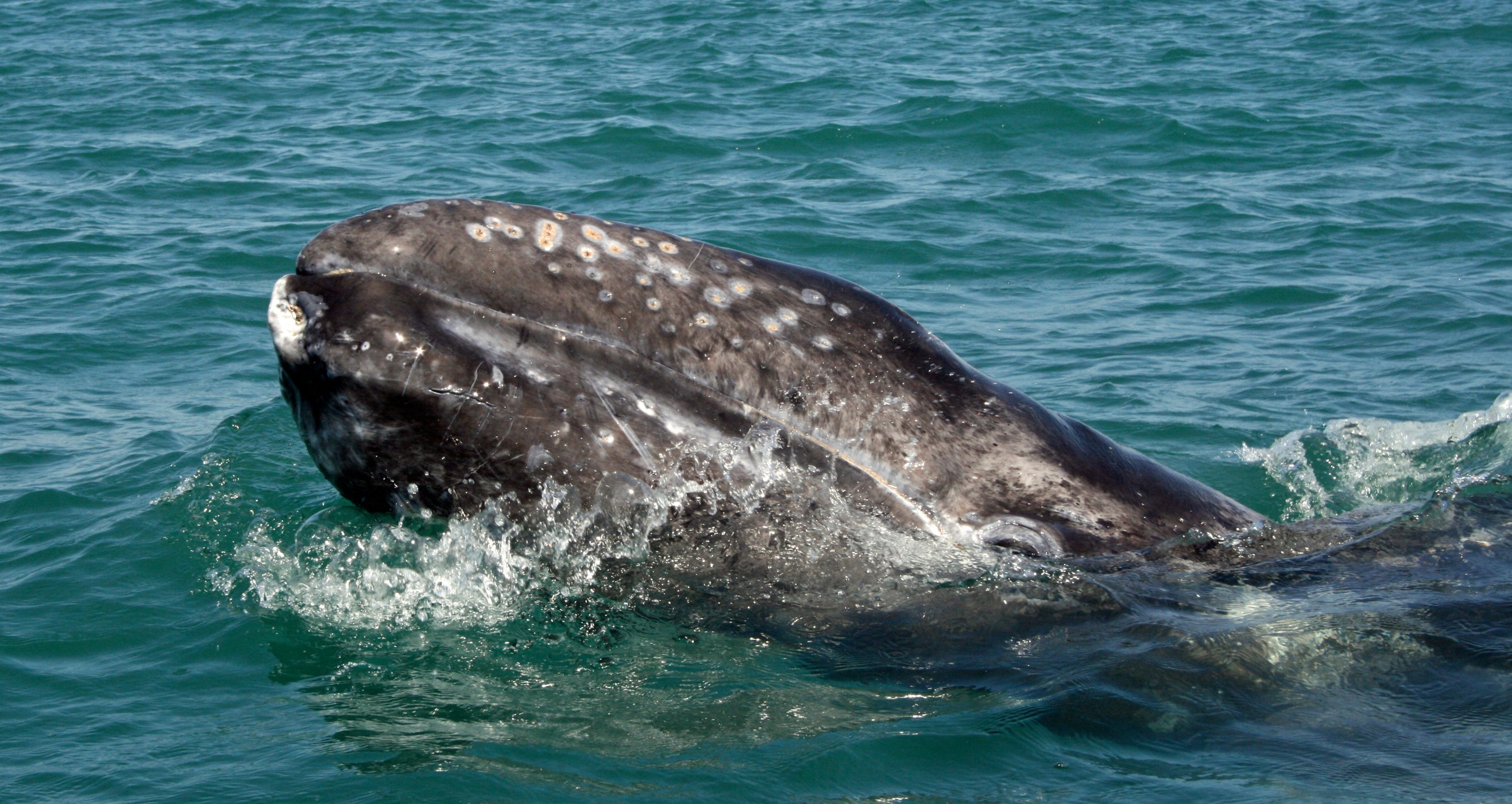 List of Gray Whale Behavioral Patterns - Everything You Need to Know ...