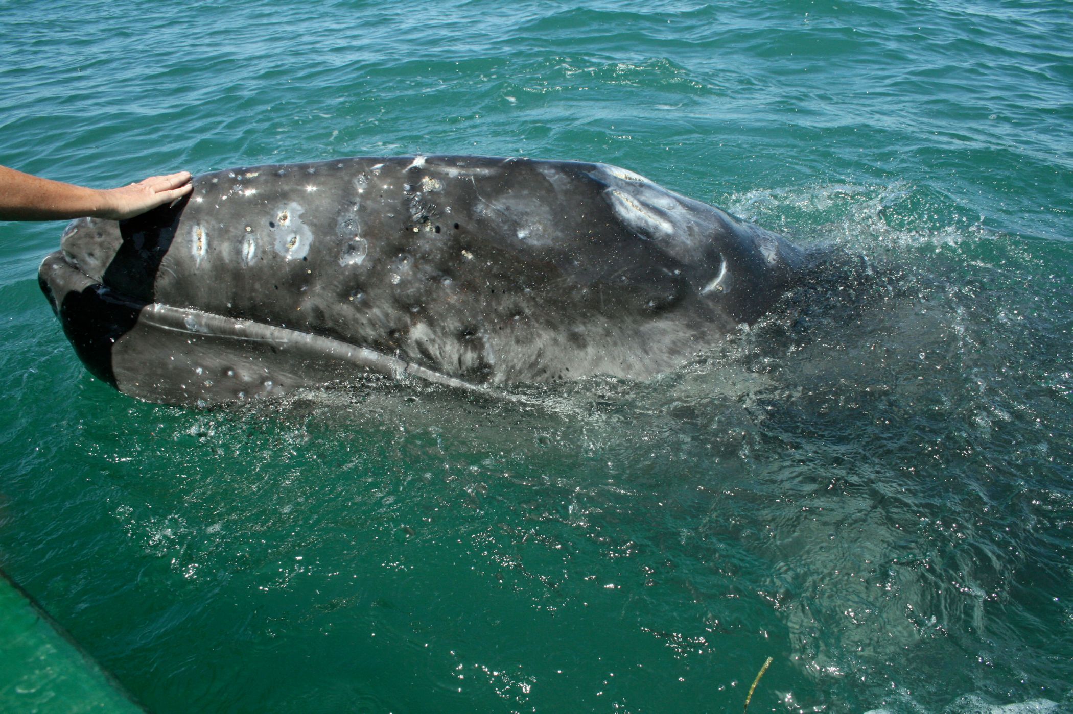Gray Whale Conservation - Global Efforts & Protection Status | Next ...