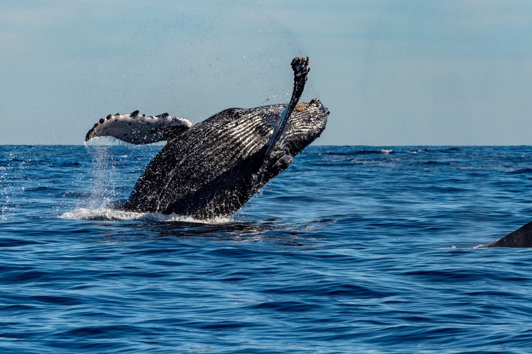 Are Whale Watching Tours Ethical? | Next Level Sailing