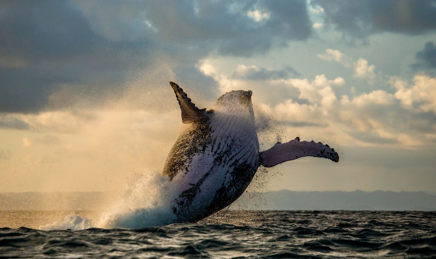 Whale Alert App - What is It & Why We Love It | Next Level Sailing