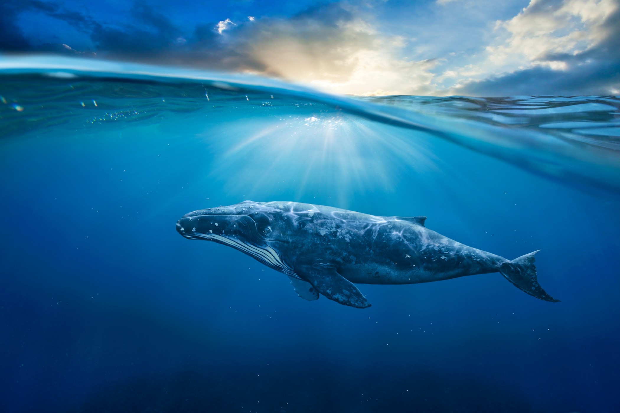 Your Complete Guide To Whale Sounds & Communication - Understanding ...