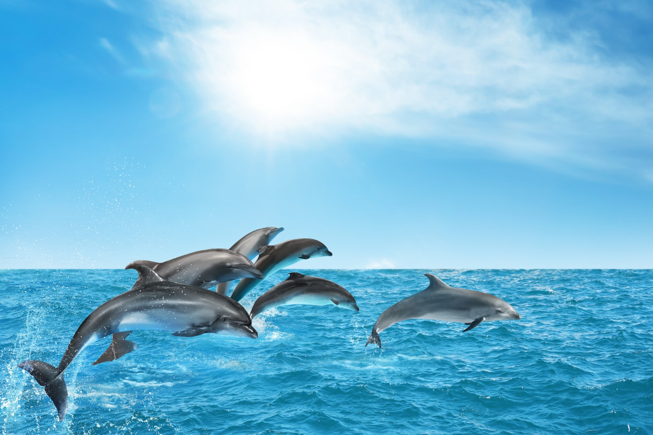 San Diego Dolphin Tours Best Tours To See Dolphins In San Diego