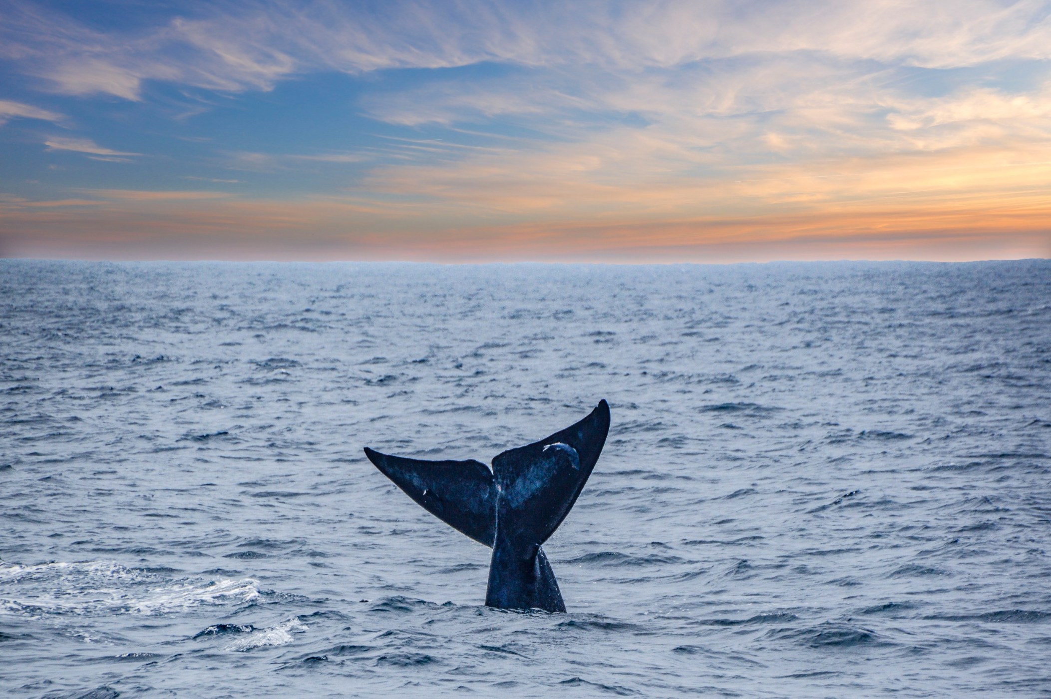 The Endangered Status Of Blue Whales - Understanding The Threats And ...