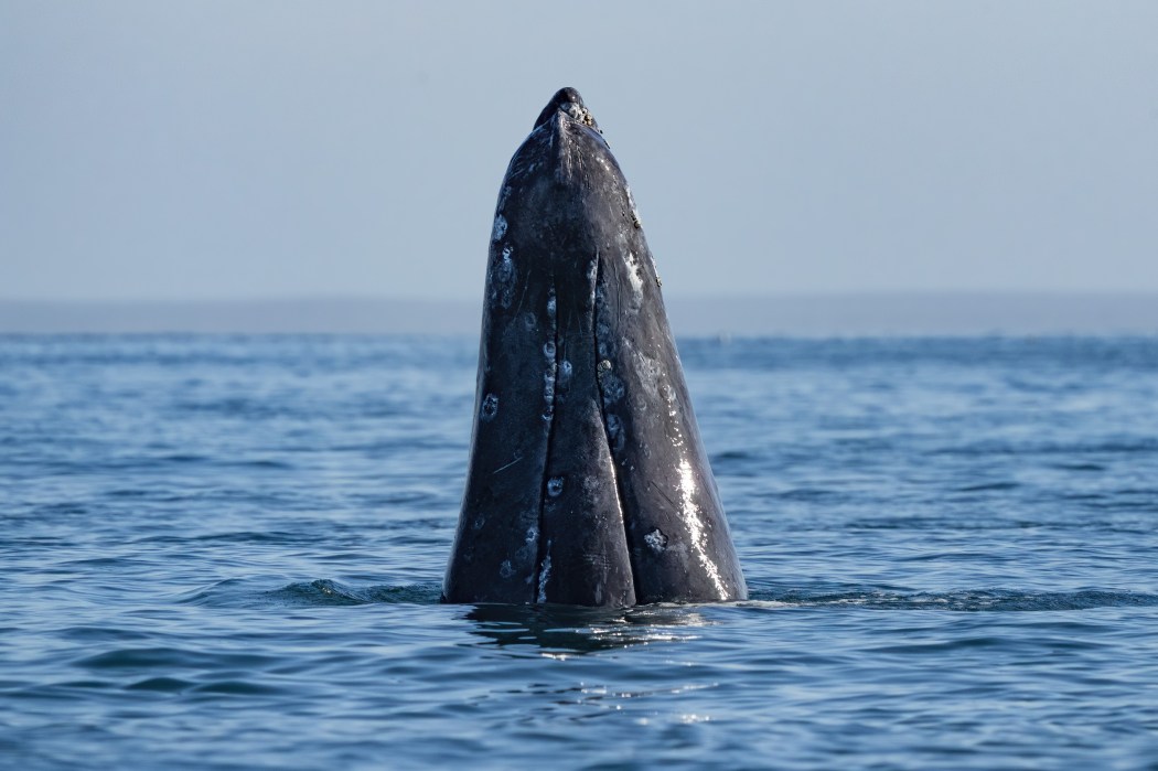 A Gray Whale, Extinct in the Atlantic Ocean, Spotted After 200 Years ...